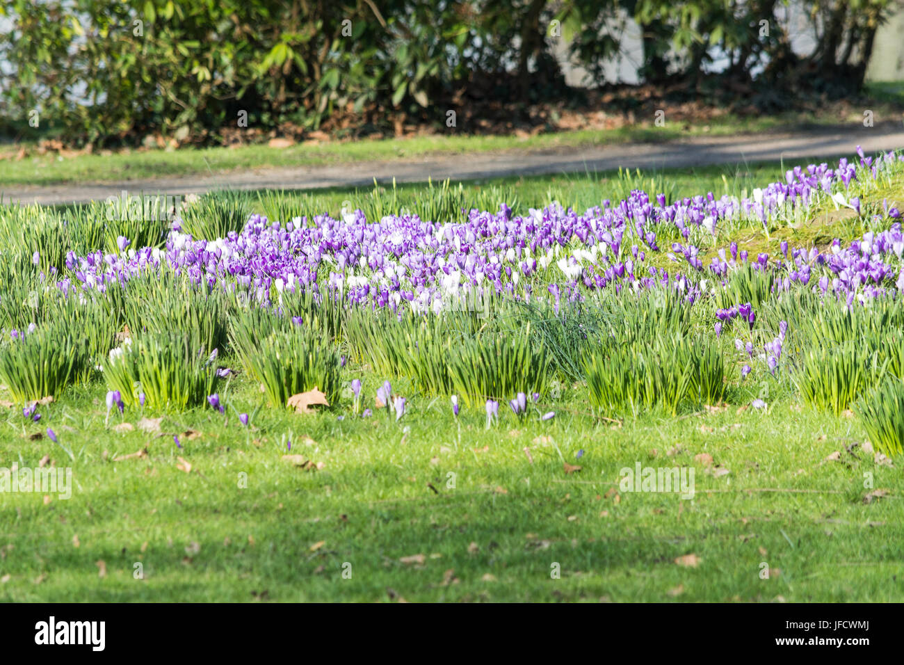 Crocuses in the field hi-res stock photography and images - Alamy