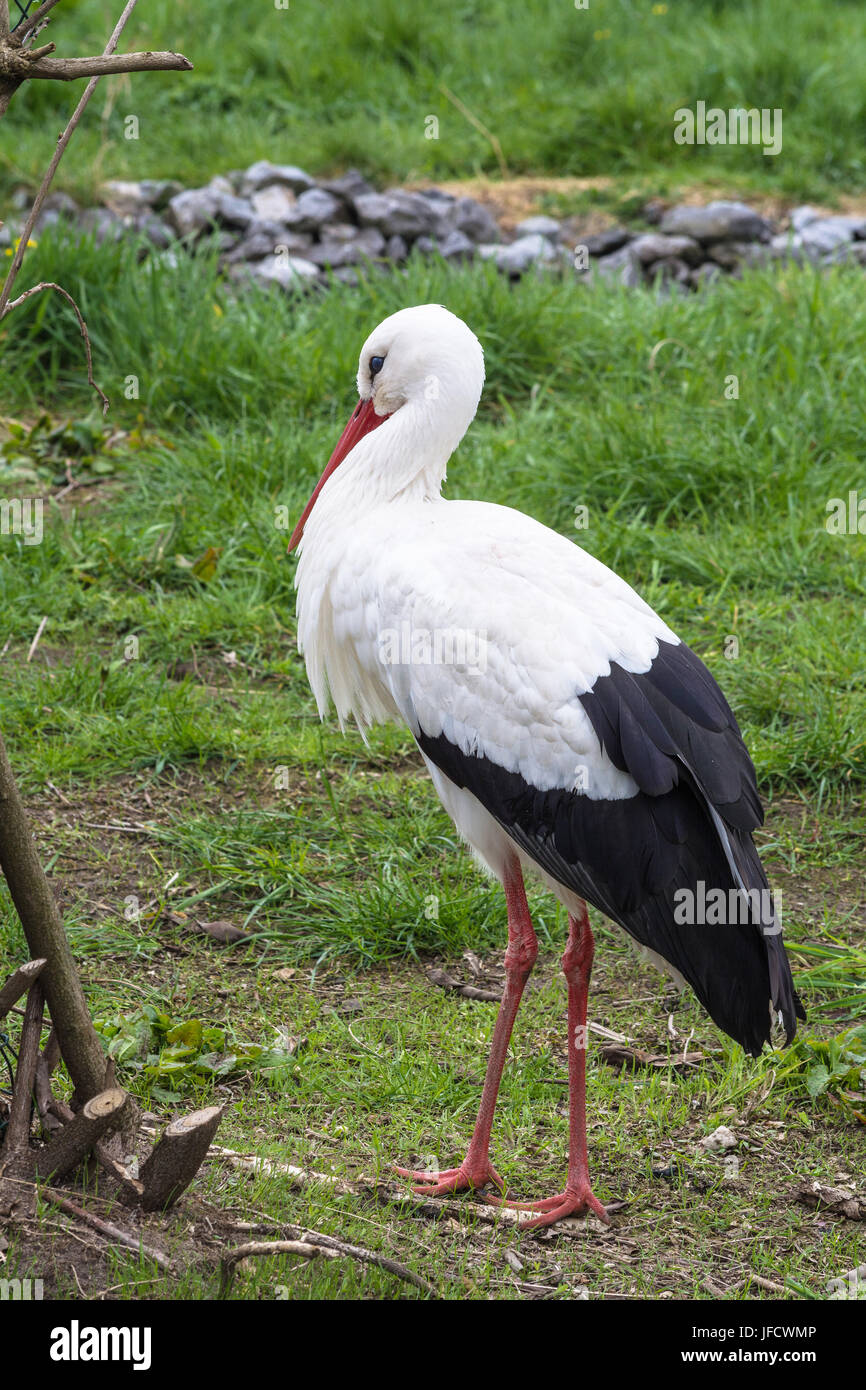 Reed stork hi-res stock photography and images - Alamy