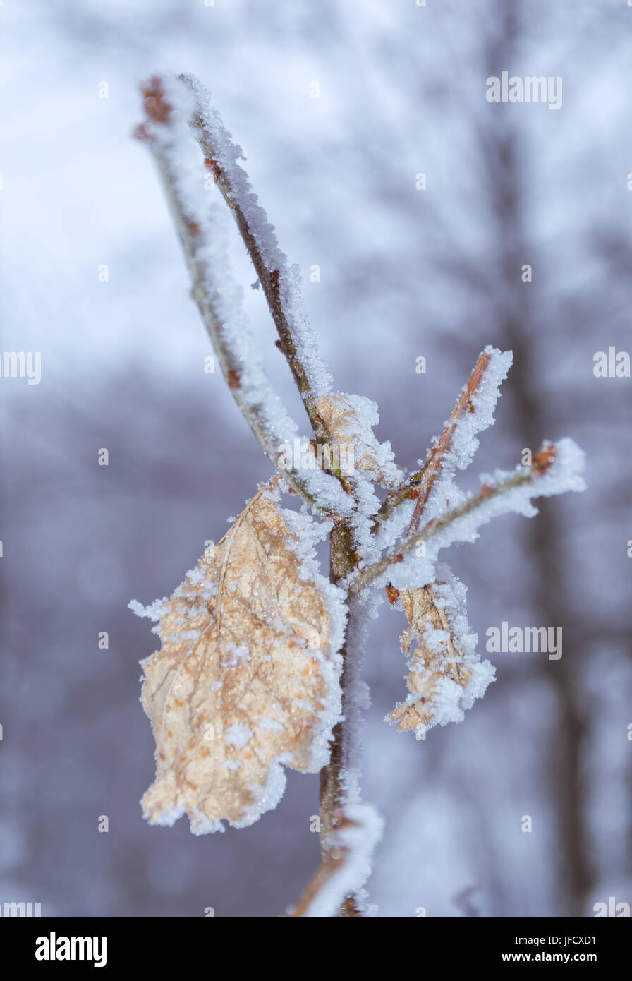 Snowy leaf hi-res stock photography and images - Alamy