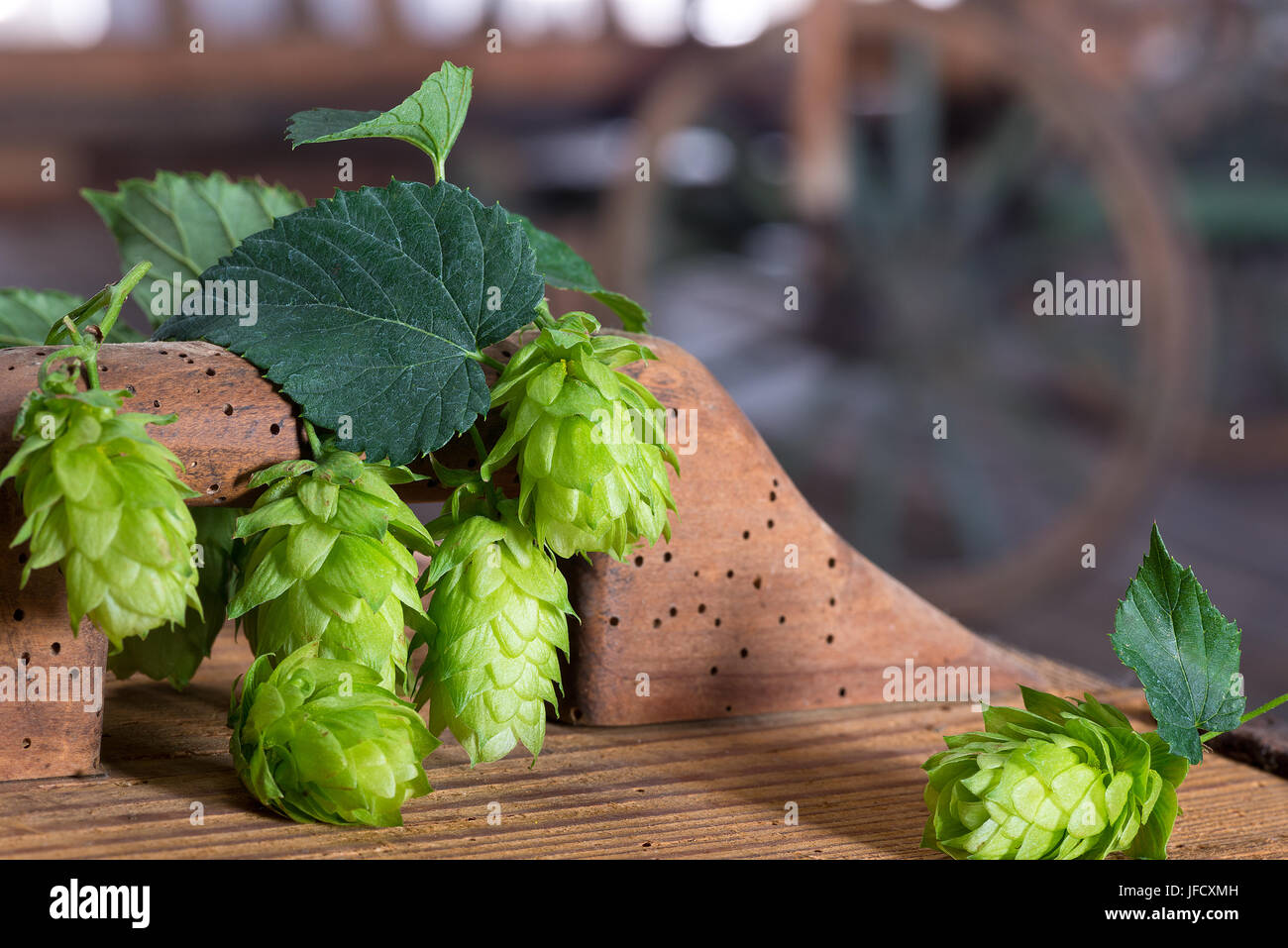 hop cones in the old farm barn Stock Photo - Alamy