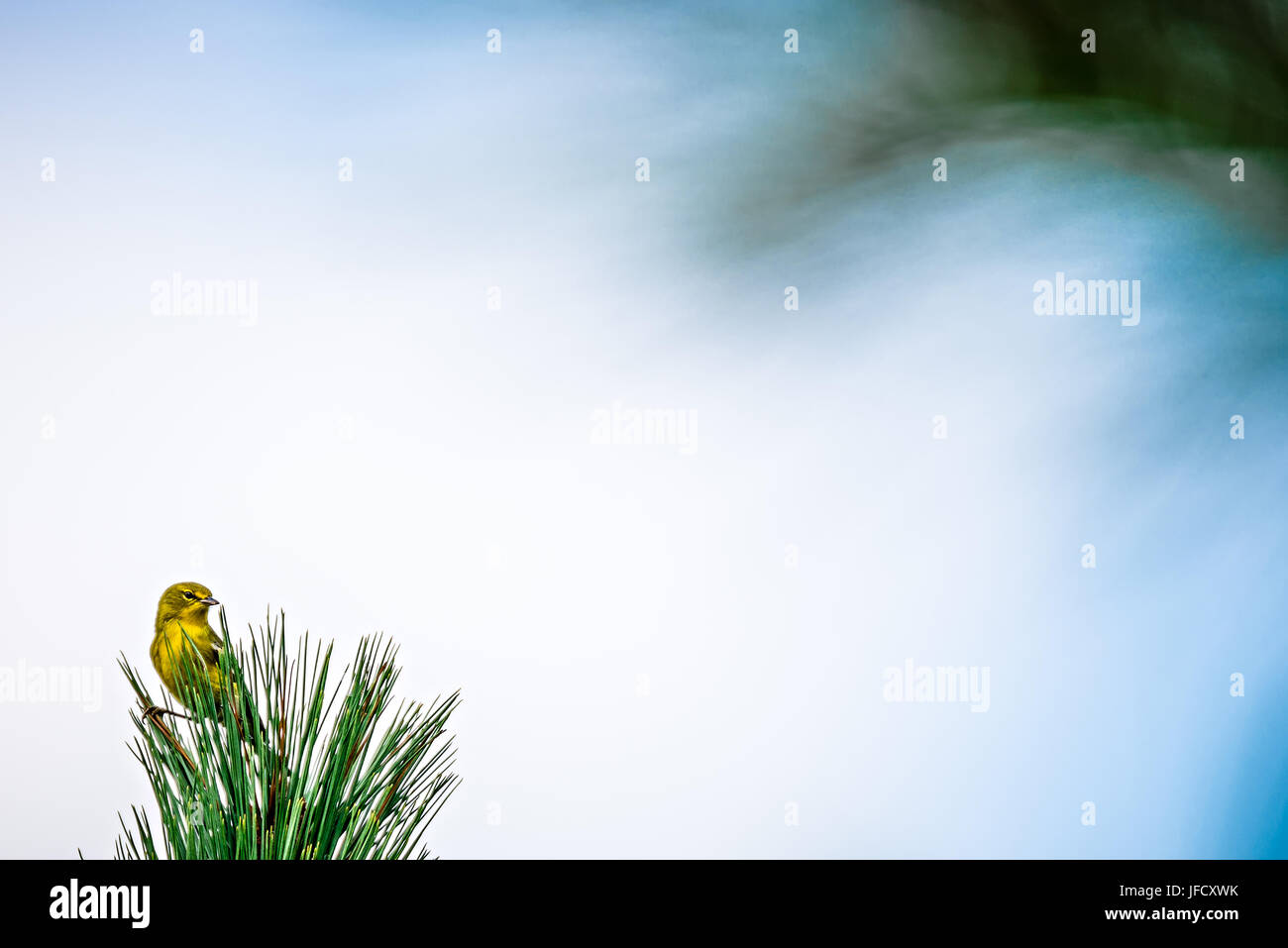Bird on top of tree hi-res stock photography and images - Alamy