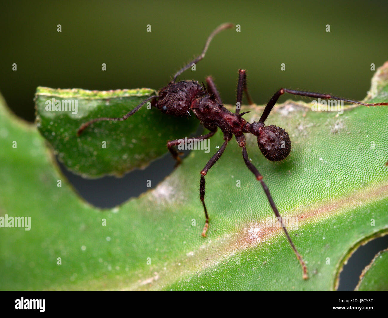 Leafcutter ant hi-res stock photography and images - Alamy