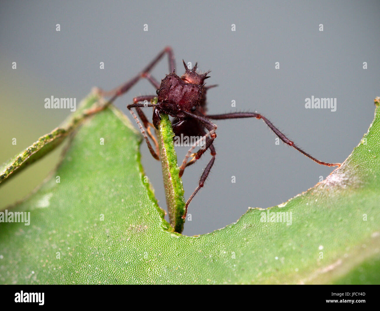 Leaf cutter ant hi-res stock photography and images - Alamy