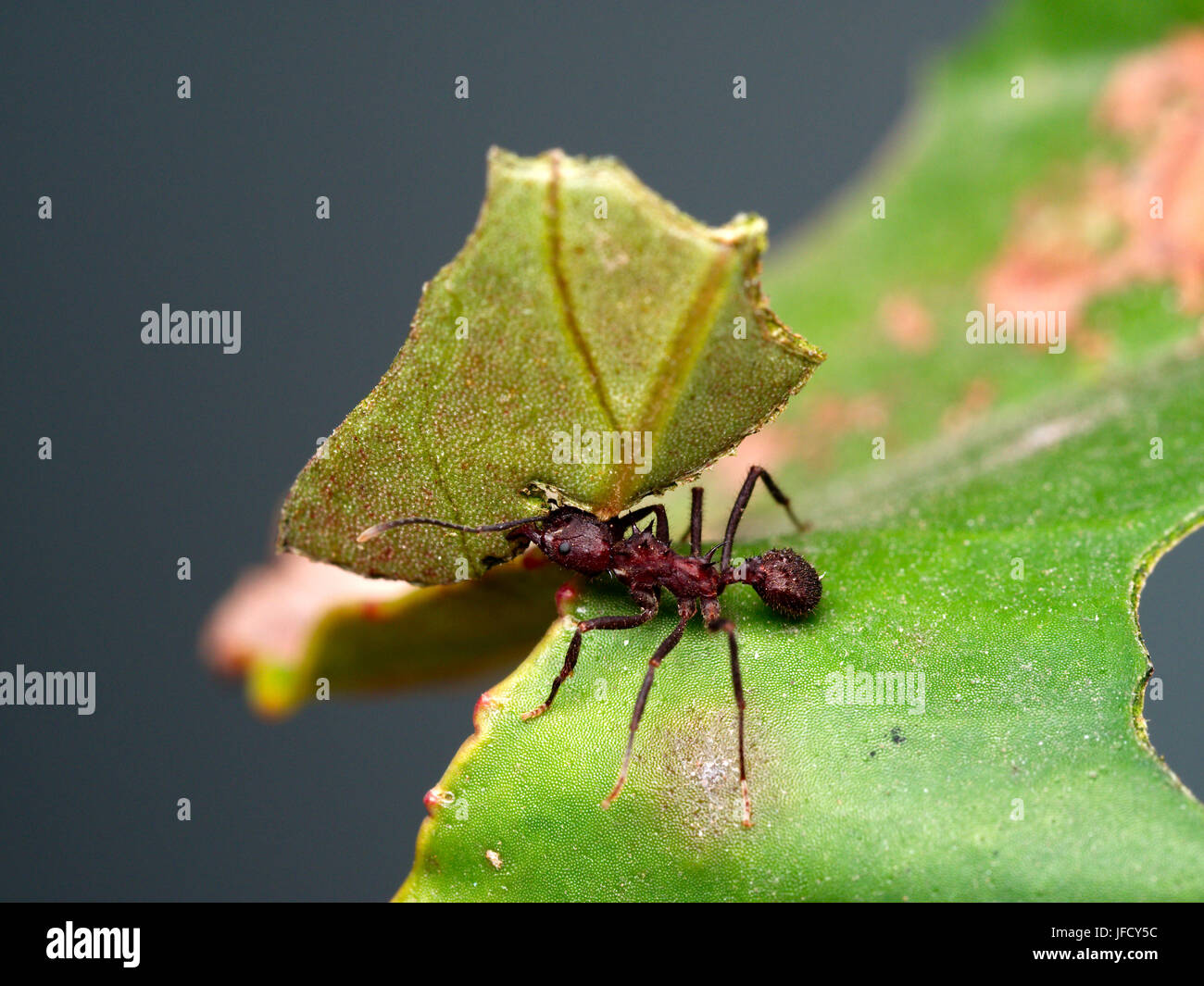 Leaf Cutter Ant High Resolution Stock Photography and Images - Alamy