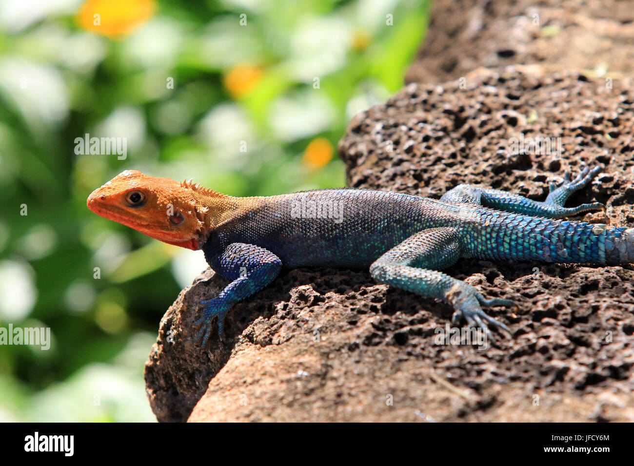 Common agama hi-res stock photography and images - Alamy
