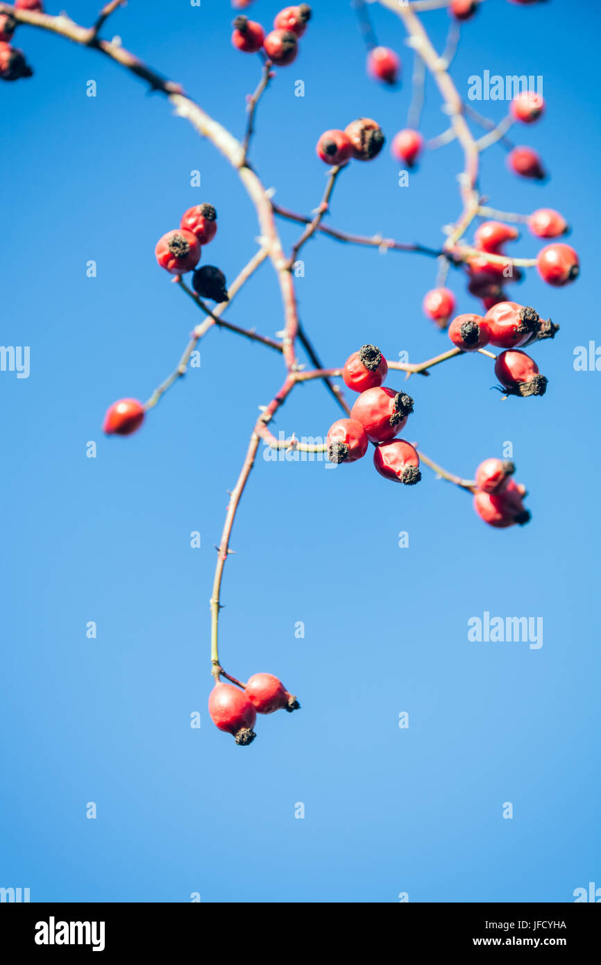 Rose hips growing tree close up hi-res stock photography and images - Alamy