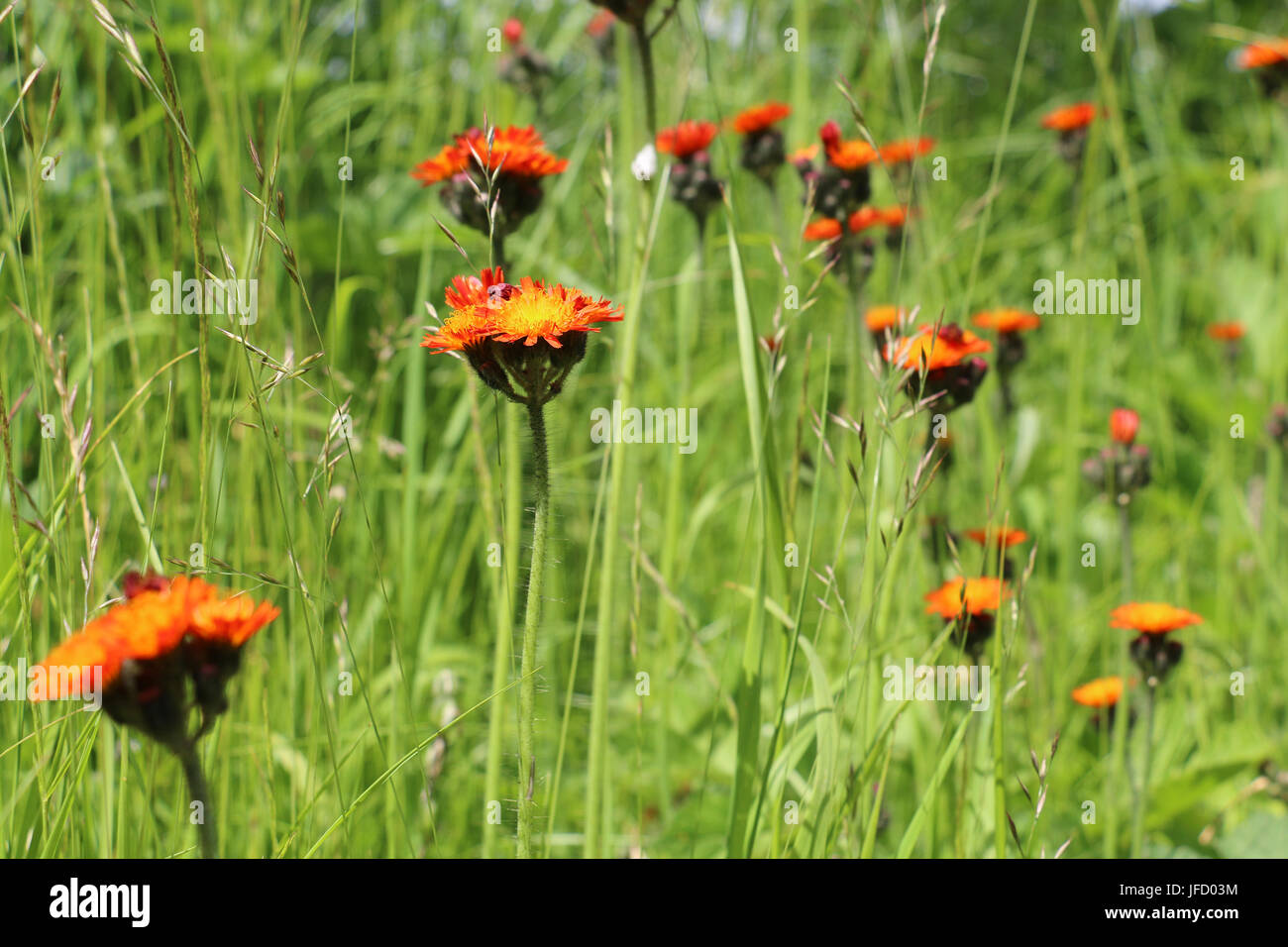 Bright Orange Hawkweed flowers, Pilosella aurantiaca, Fox and Cubs ...