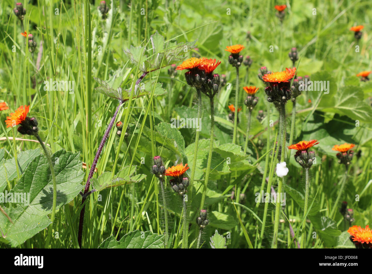 Bright Orange Hawkweed flowers, Pilosella aurantiaca, Fox and Cubs ...