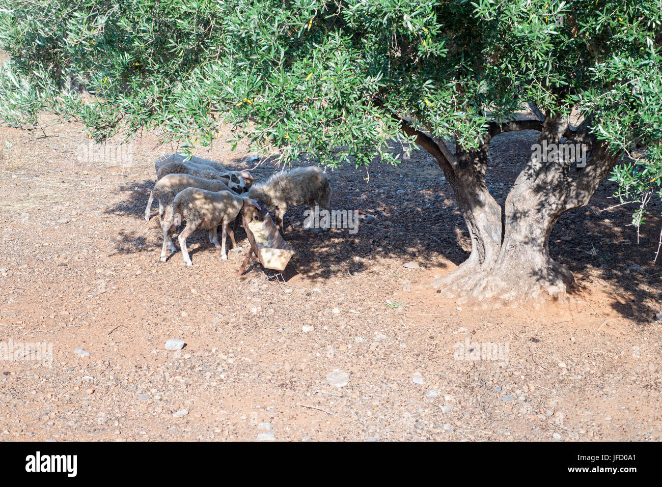 Greece olive grove sheep hi-res stock photography and images - Alamy