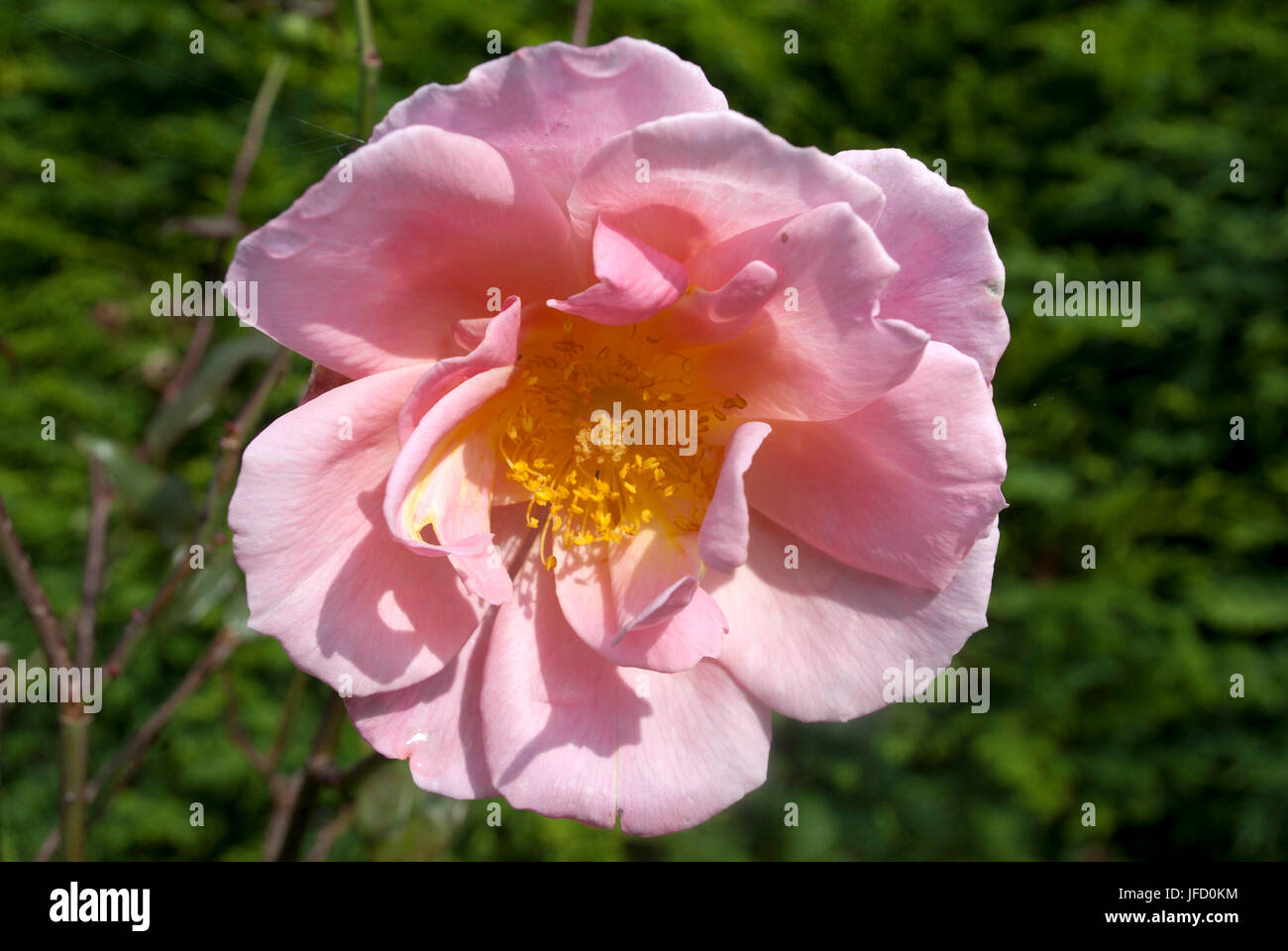 Pink rose with green hedge in background Stock Photo - Alamy