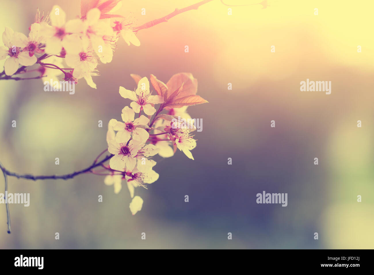 Tree flower blossoms at spring in april Stock Photo - Alamy