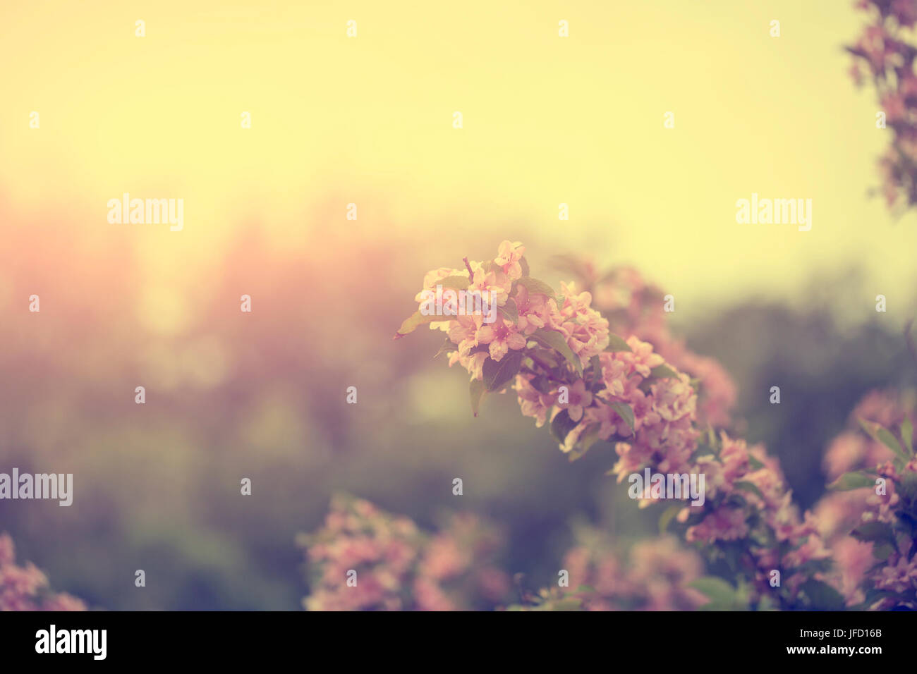 Tree flower blossoms at spring in april Stock Photo - Alamy