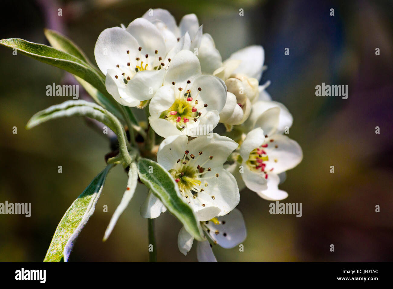cream flowering shrub Stock Photo - Alamy