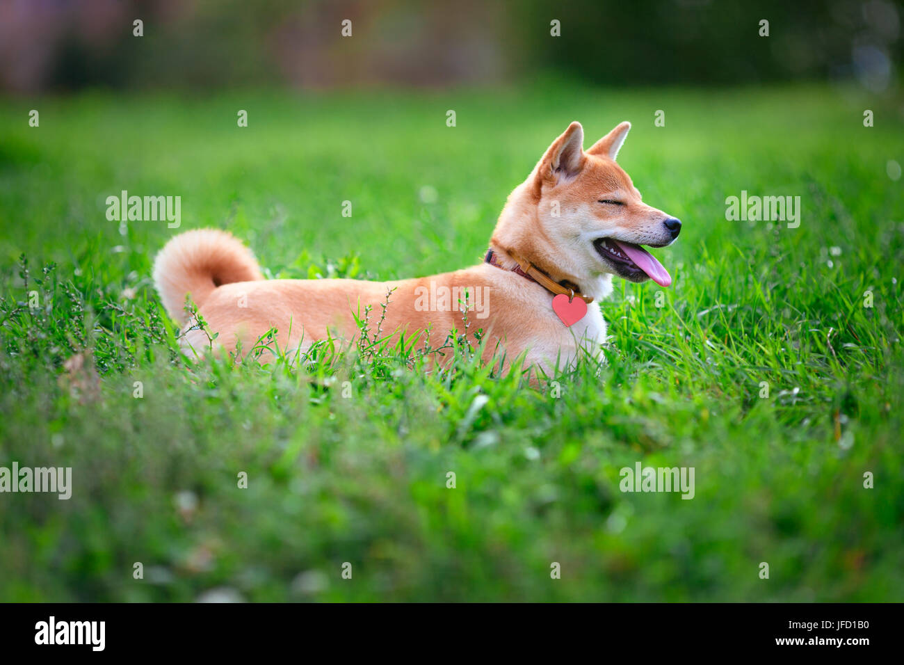 Shiba inu cut hi-res stock photography and images - Alamy