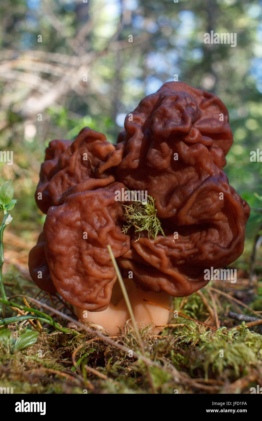 Beautifulmushroom hi-res stock photography and images - Alamy