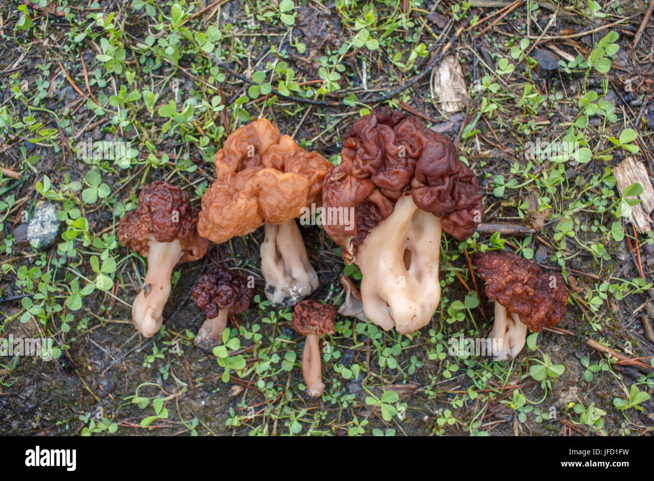 Spring forest mushrooms - Gyromitra esculenta. The first spring ...