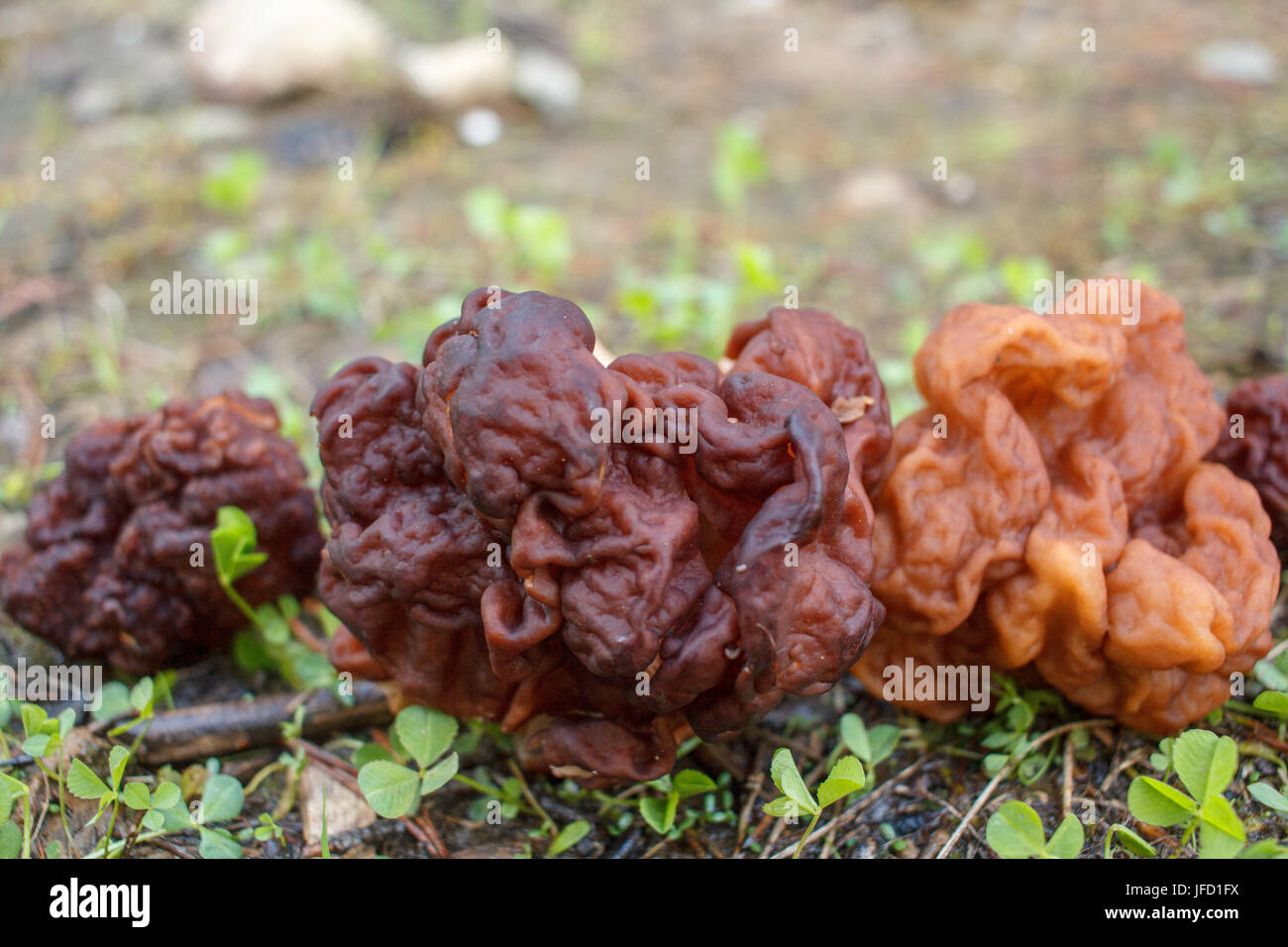Spring forest mushrooms - Gyromitra esculenta. The first spring ...