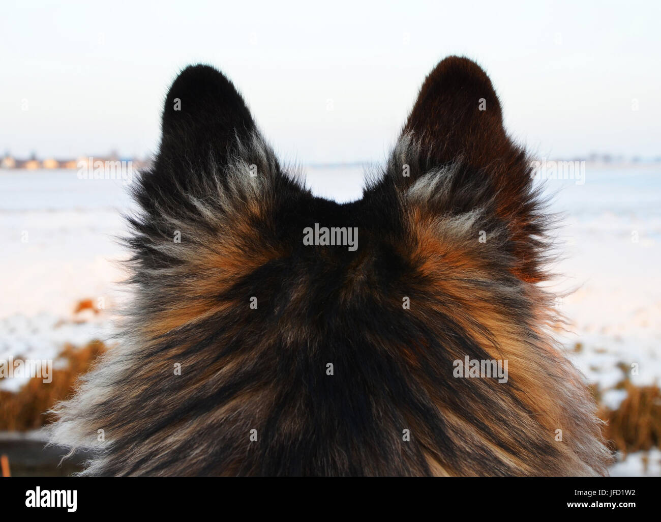 Between husky ears, view from pets position Stock Photo - Alamy