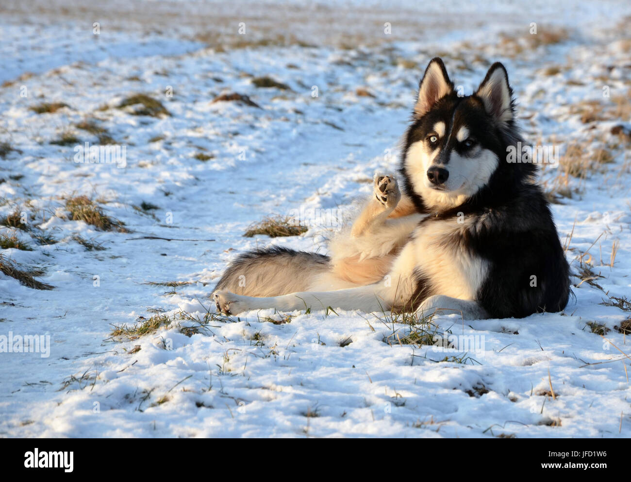 Siberian husky sunset siberian husky hi-res stock photography and ...