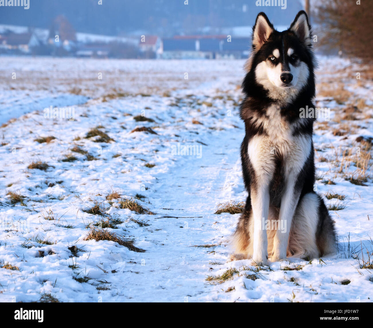 Siberian husky sunset siberian husky hi-res stock photography and ...