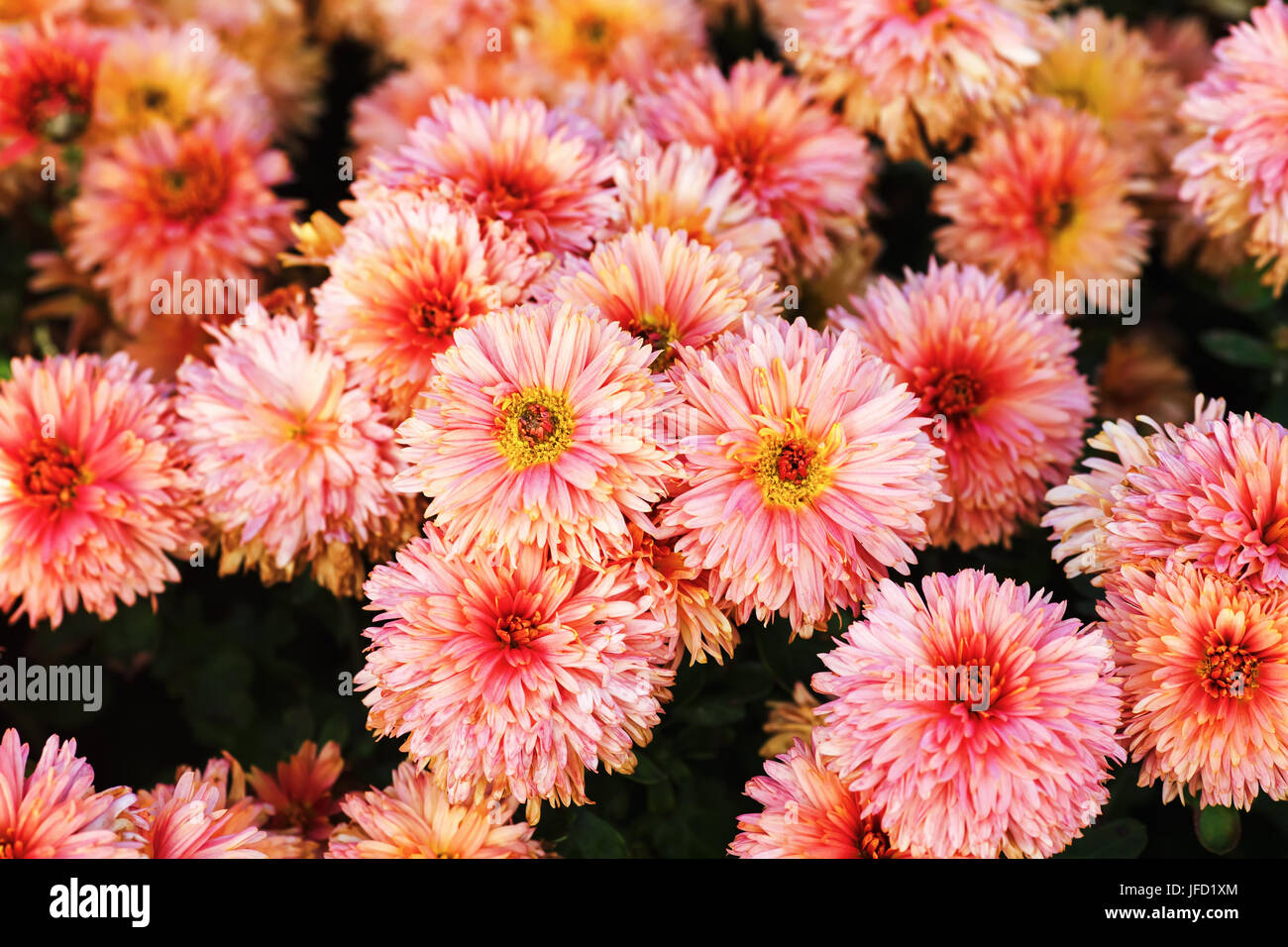 Many pink flowers Stock Photo - Alamy