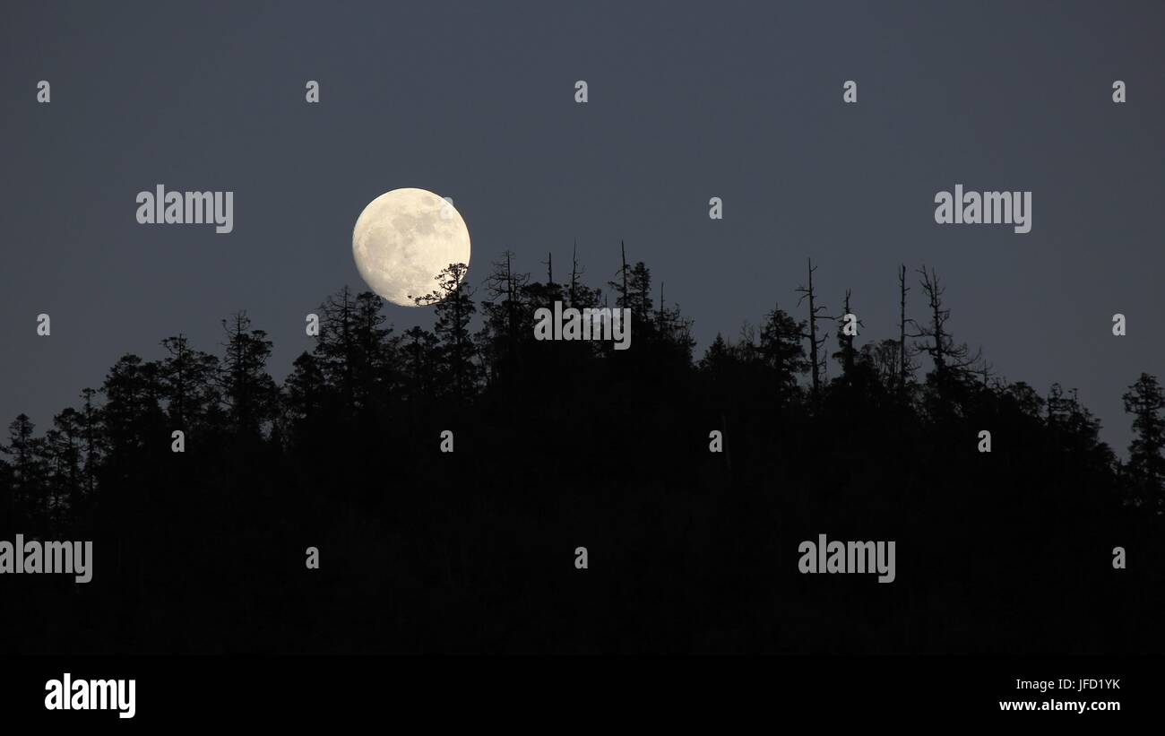 Full moon rise over a forest Stock Photo - Alamy