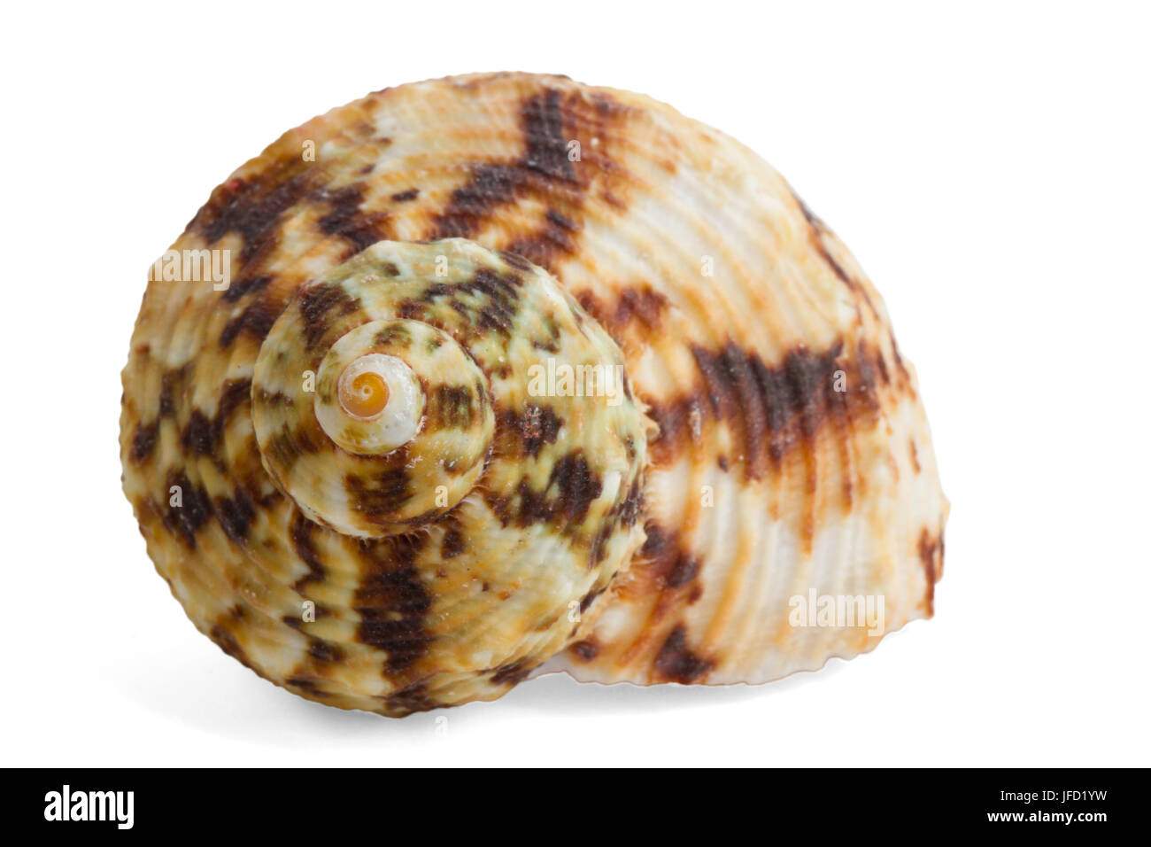 colorful sea shell Stock Photo - Alamy