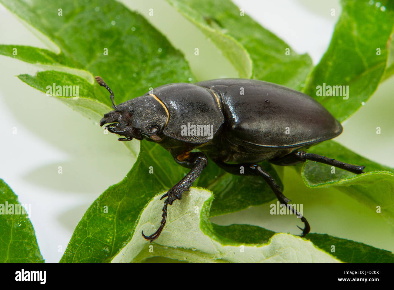 stag beetle female Stock Photo - Alamy