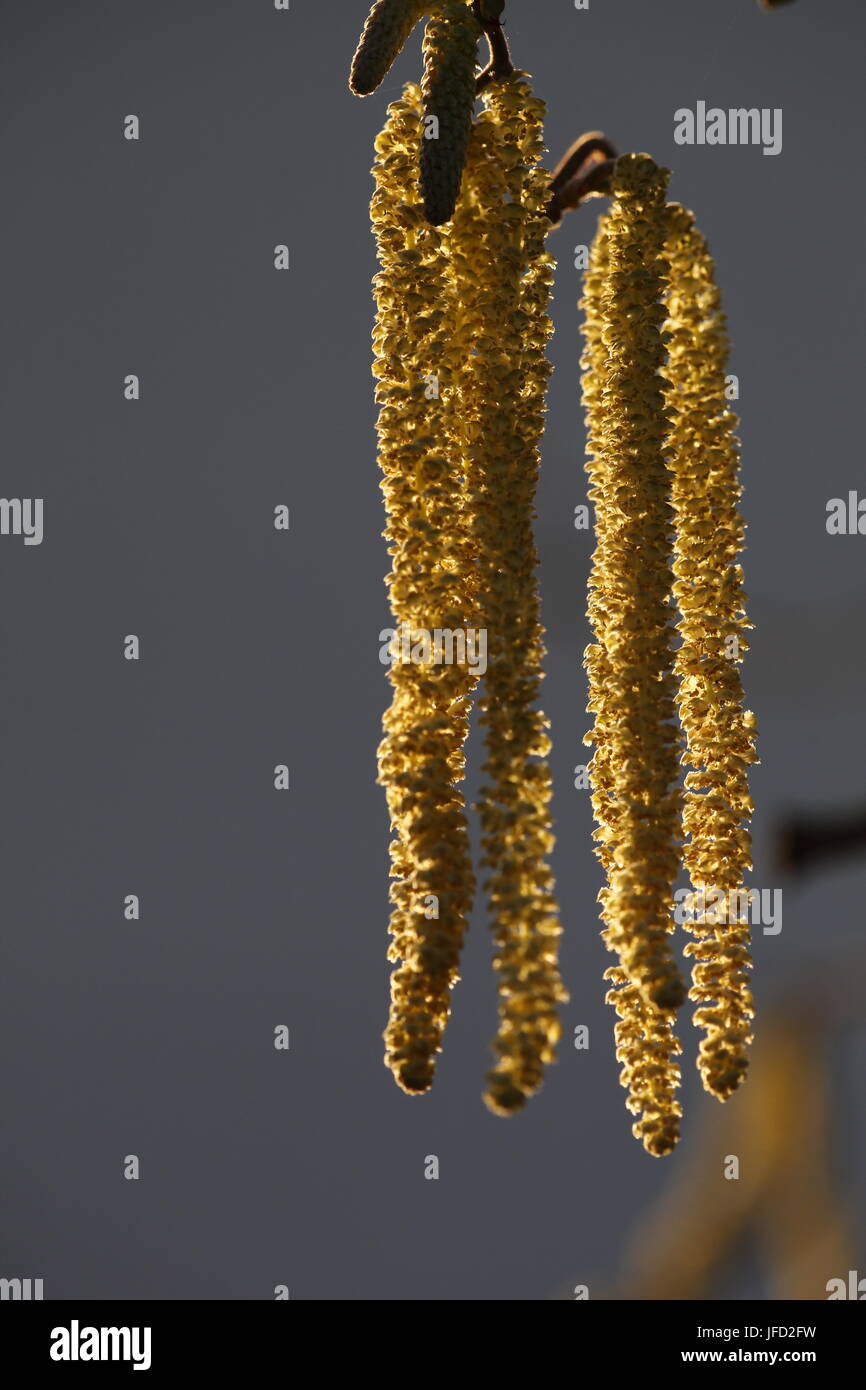 Hazelnut Flower, male Stock Photo - Alamy