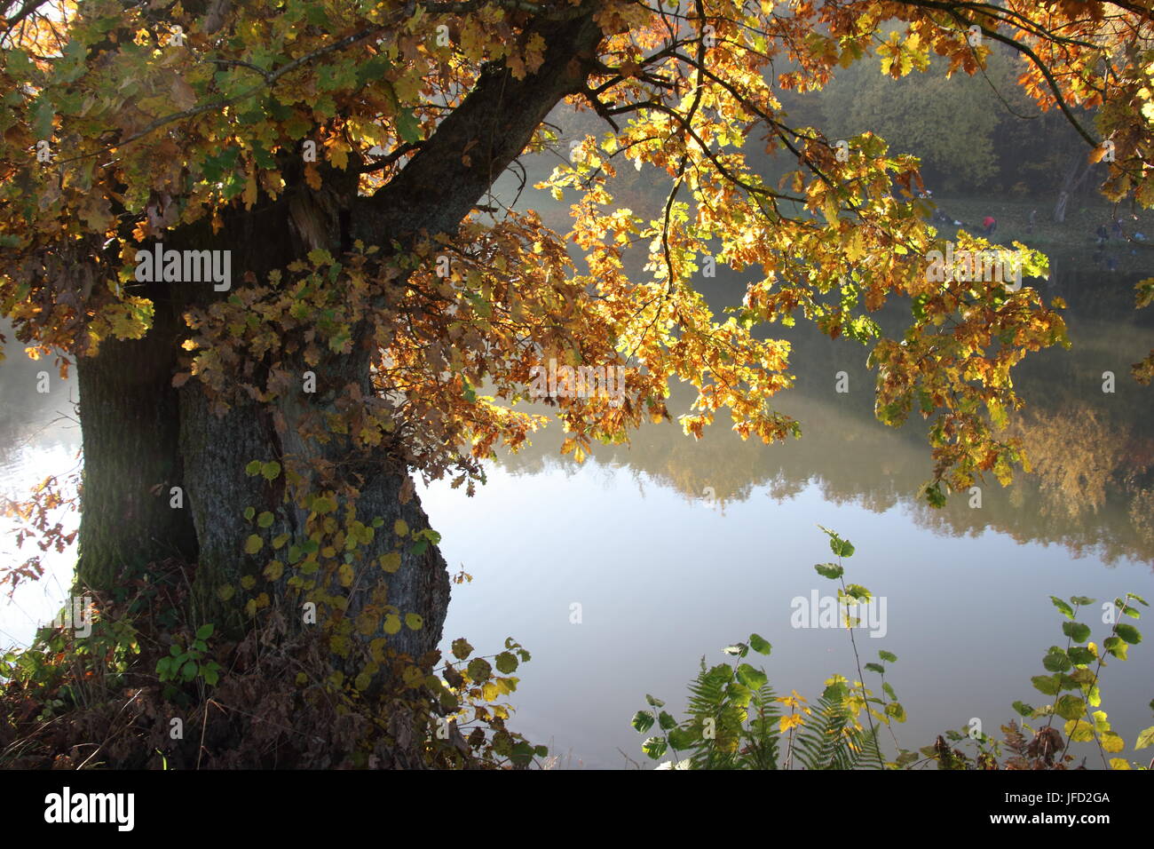 Oak in the backlight hi-res stock photography and images - Alamy