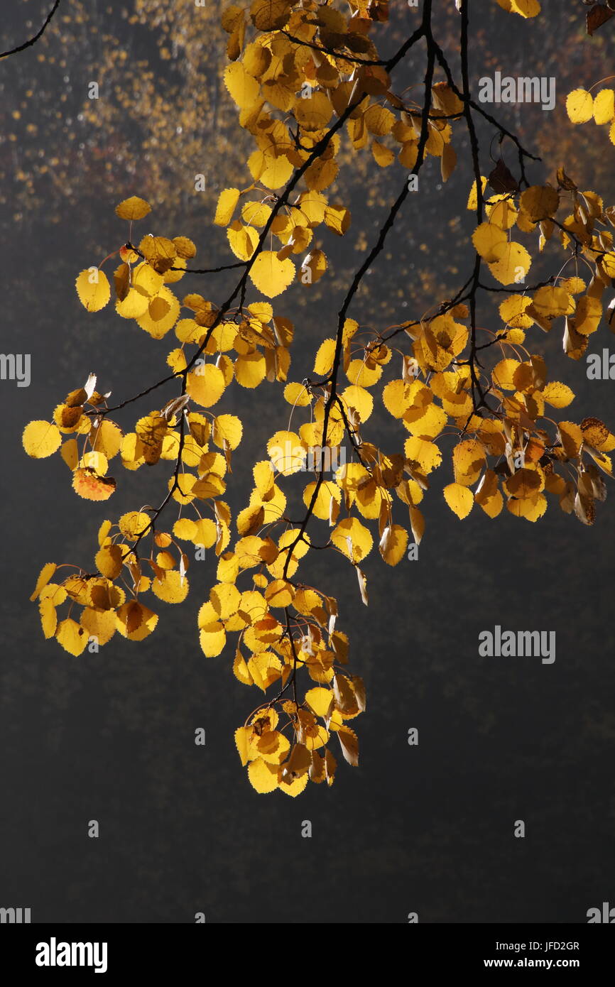Europen aspen, autumn colors Stock Photo - Alamy