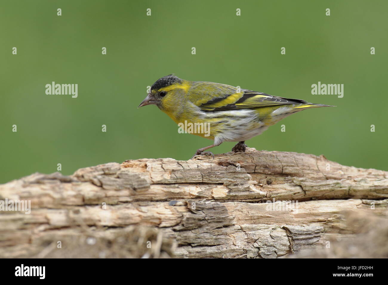 Male eurasian siskin bird hi-res stock photography and images - Alamy