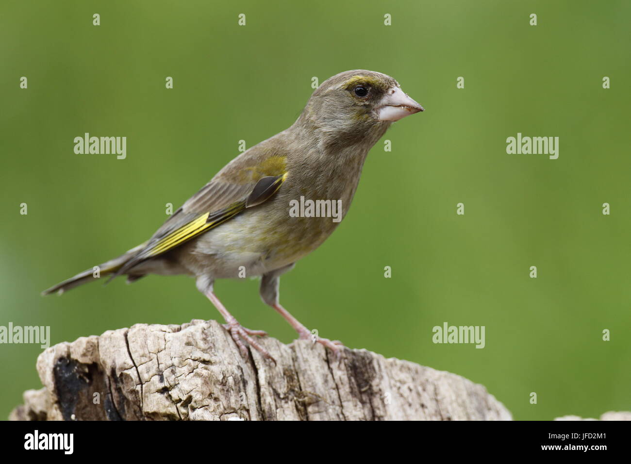 Landscape format greenfinch hi-res stock photography and images - Alamy