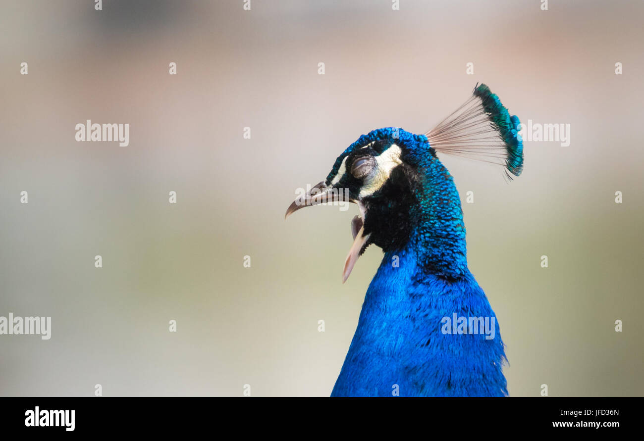 portrait of a angry peacock Stock Photo - Alamy