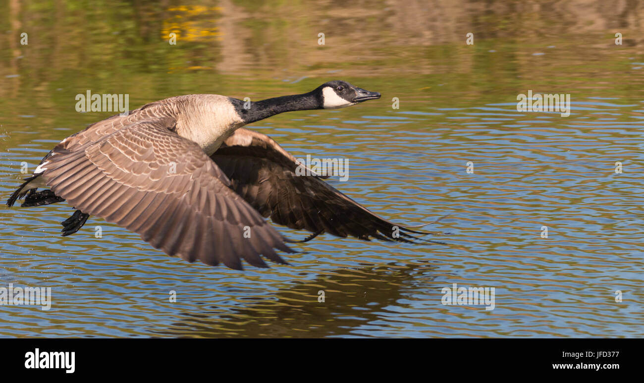 Grey goose in flight hi-res stock photography and images - Alamy