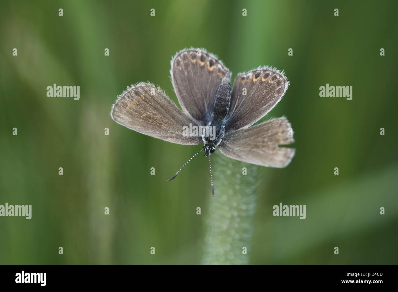 Landscape format common blue hi-res stock photography and images - Alamy