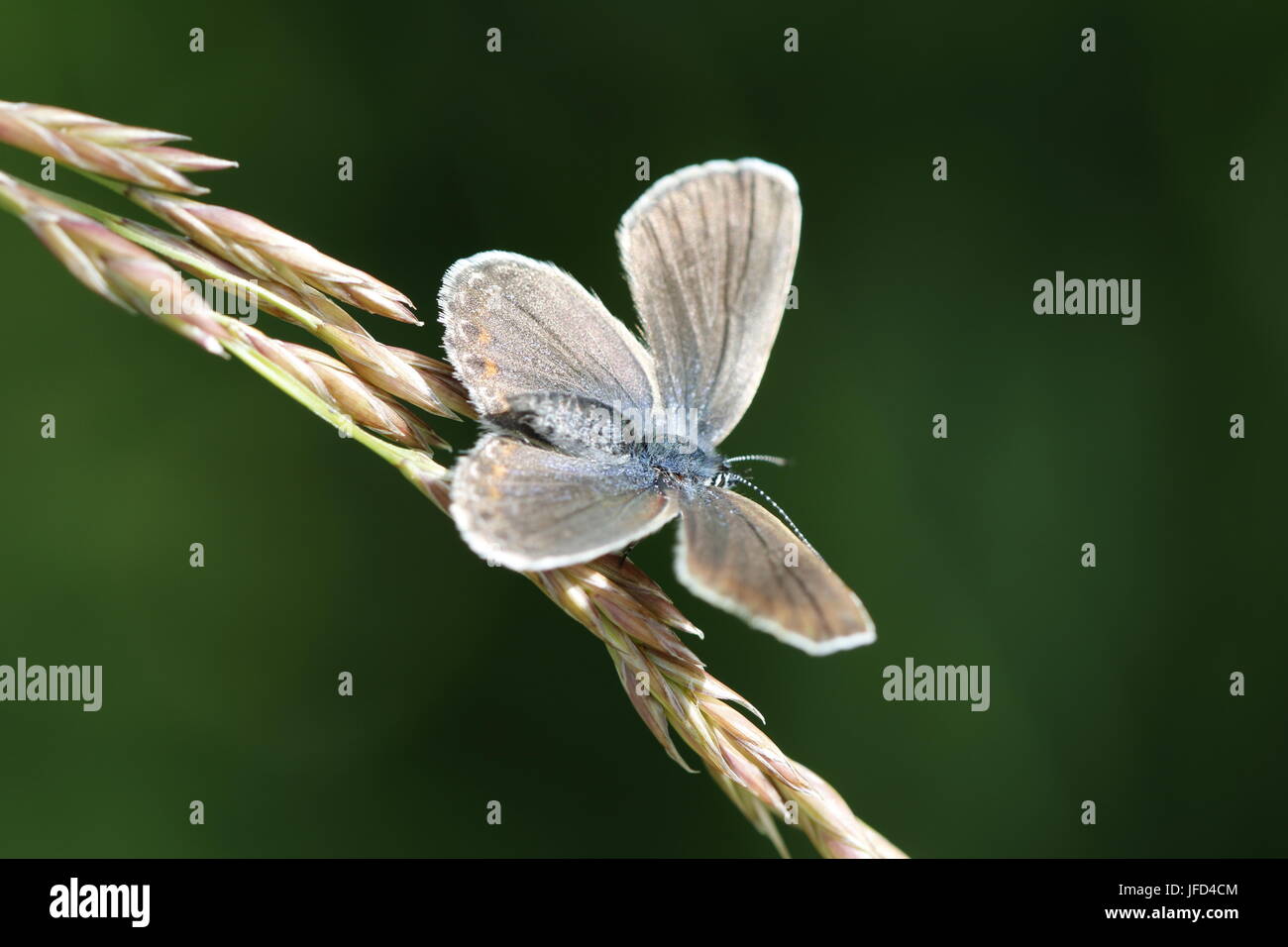 Common blue landscape format hi-res stock photography and images - Alamy