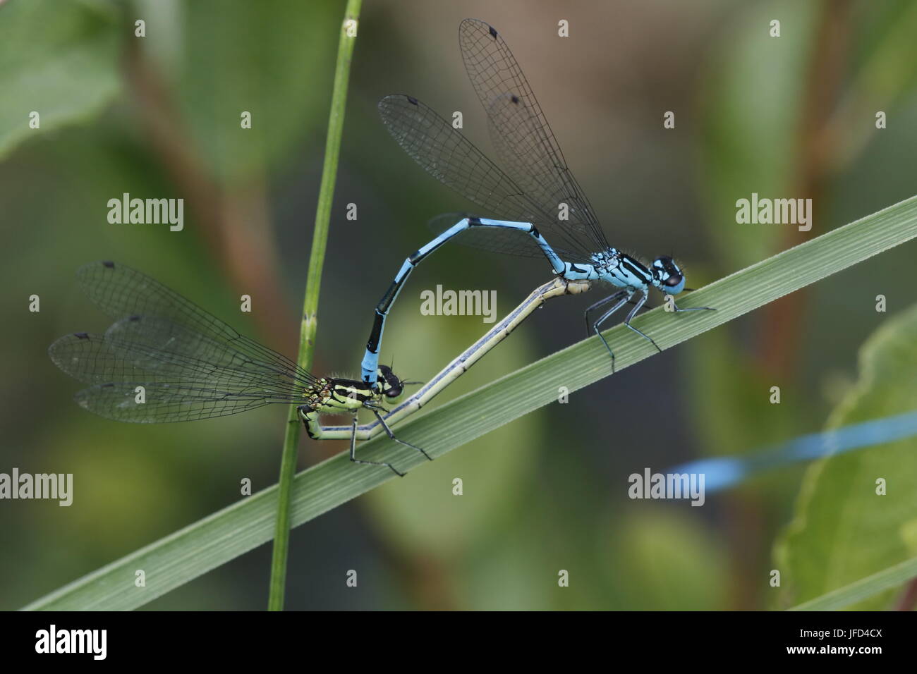 German dragonflies hi-res stock photography and images - Alamy