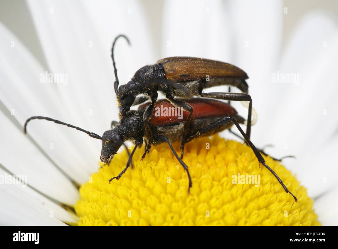 Beetles mating hi-res stock photography and images - Alamy
