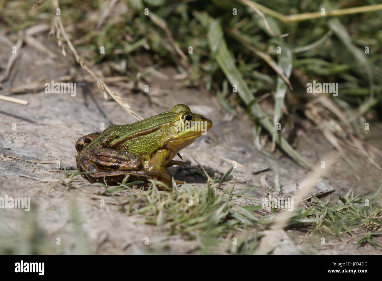 Water frog wasserfrosch hi-res stock photography and images - Alamy