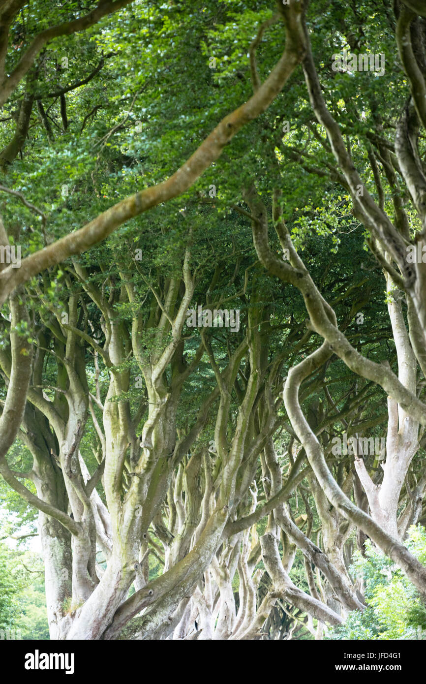 Magical forest, Northern Ireland Stock Photo - Alamy