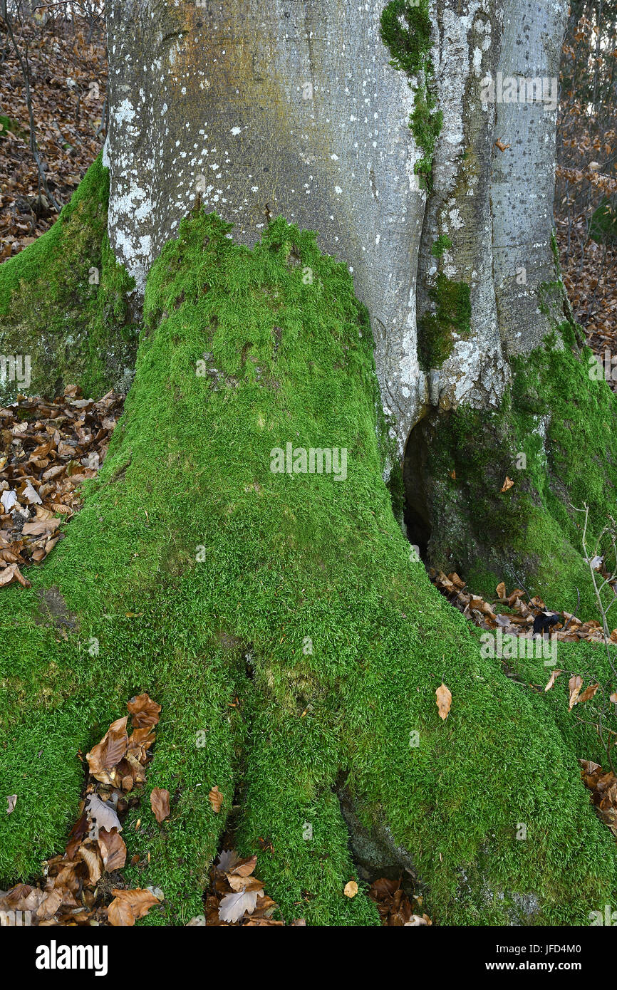 Tree stump beech hi-res stock photography and images - Alamy