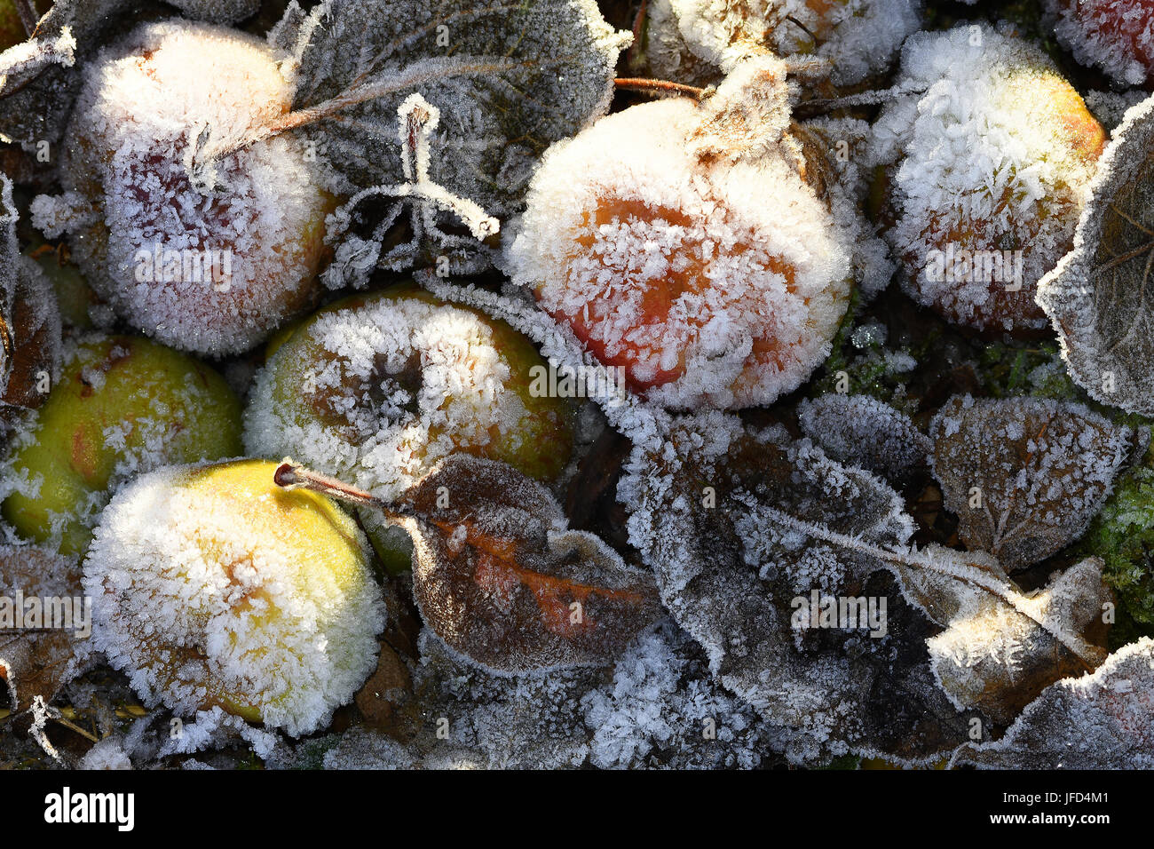 Apple with frost hi-res stock photography and images - Alamy