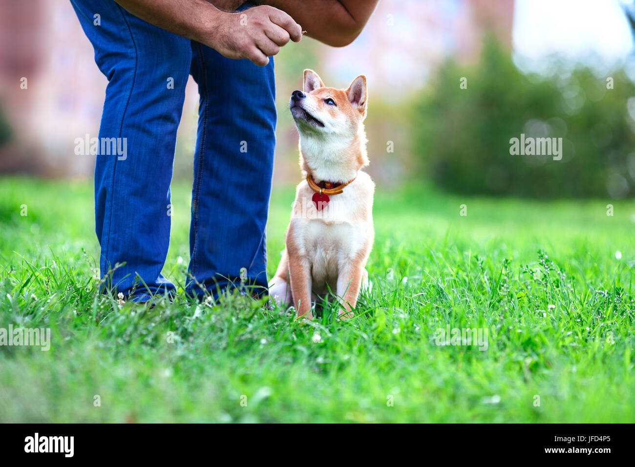 Human training dog hi-res stock photography and images - Alamy