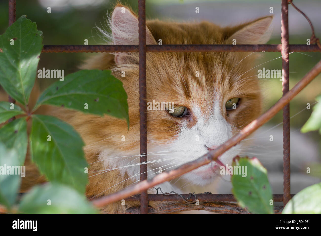 Sad cat in the cage Stock Photo - Alamy