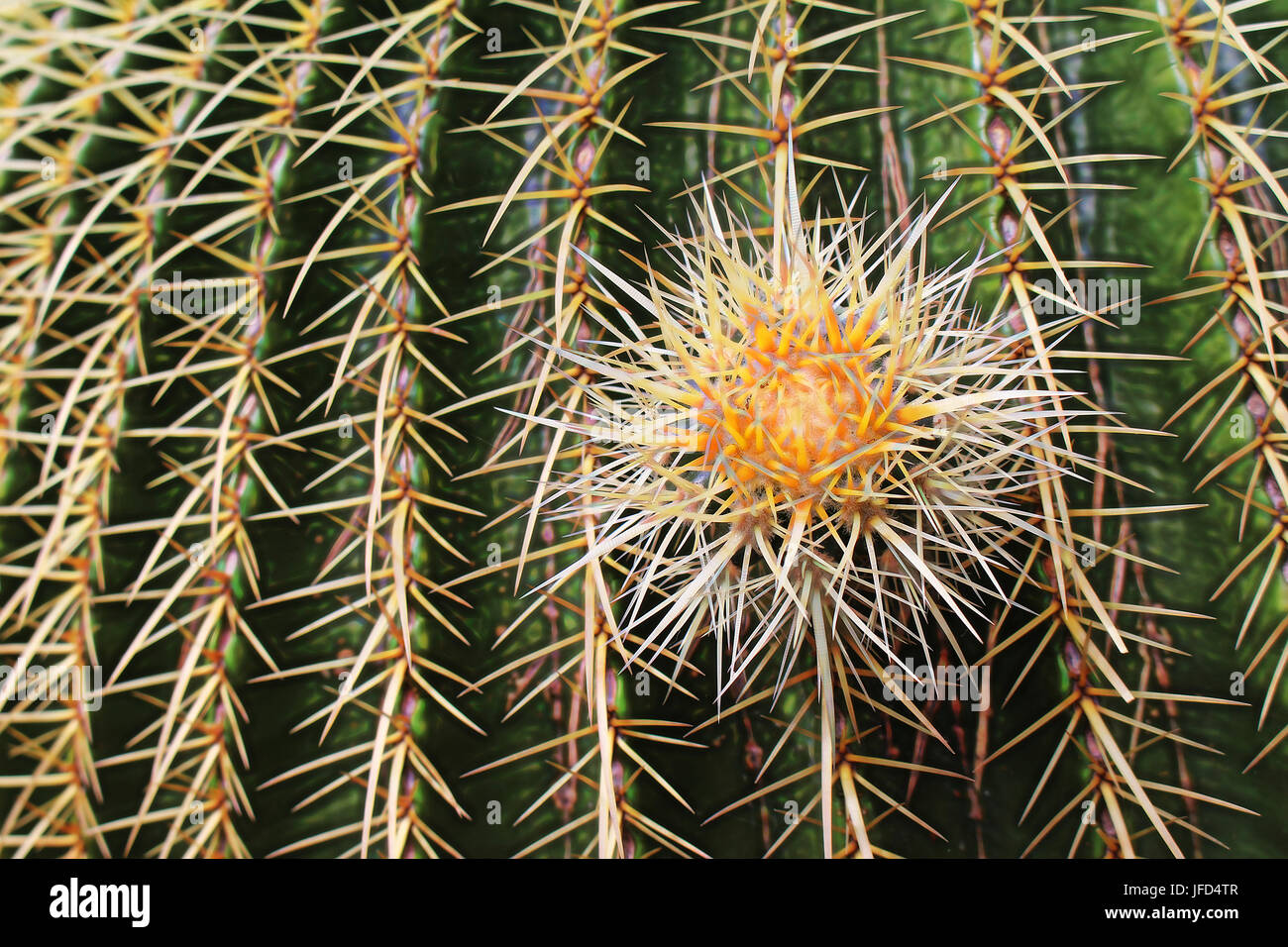 Cactus forms hi-res stock photography and images - Alamy