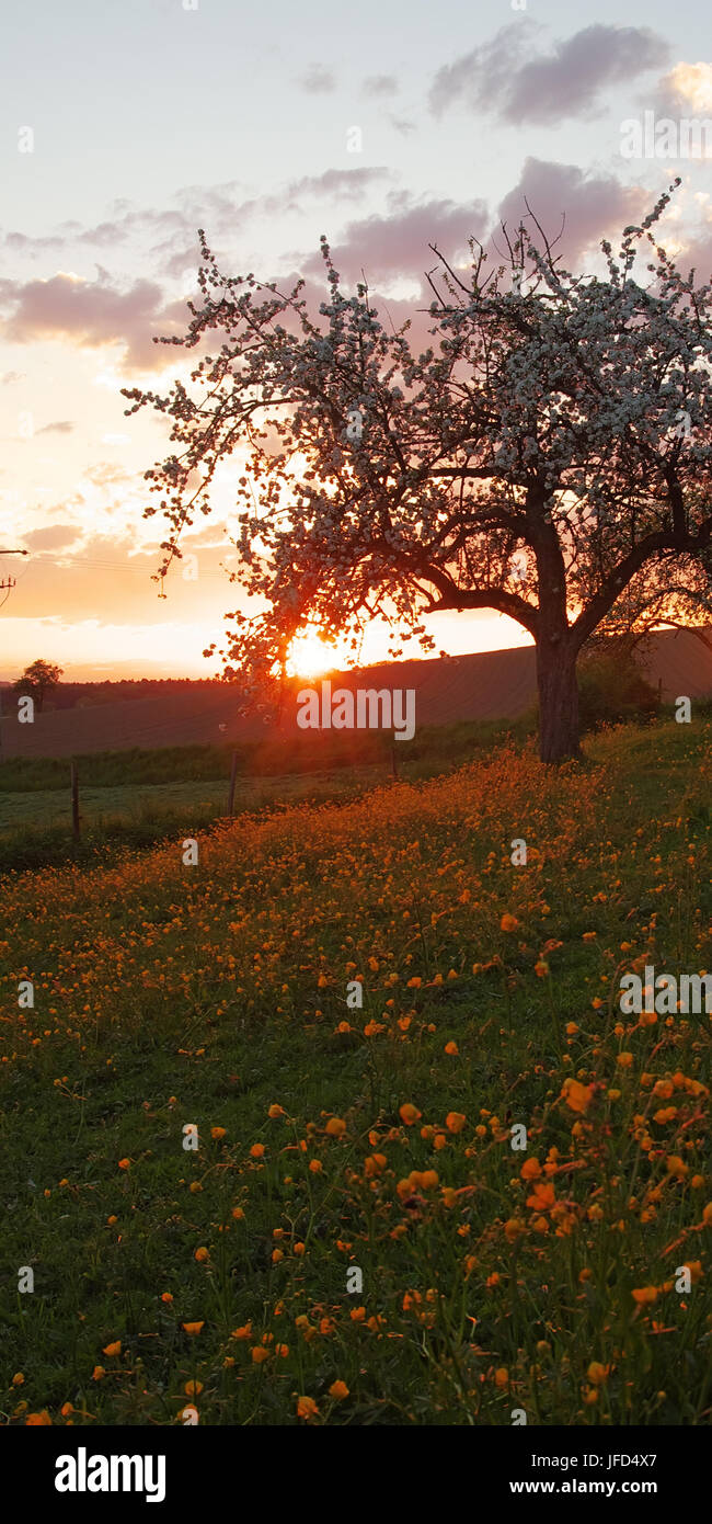 Flowering apple tree in evening light Stock Photo - Alamy