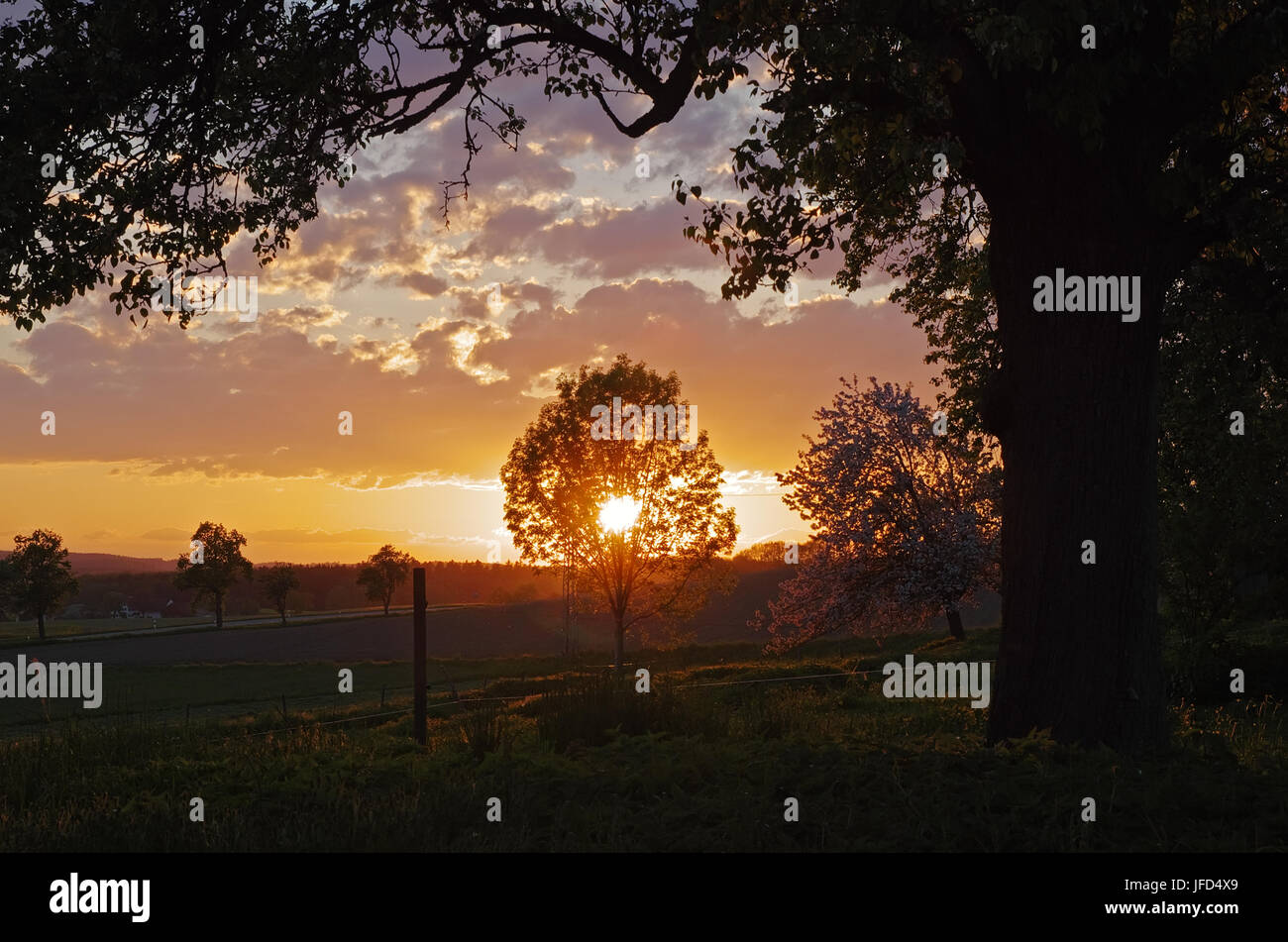 Trees in the evening light Stock Photo - Alamy