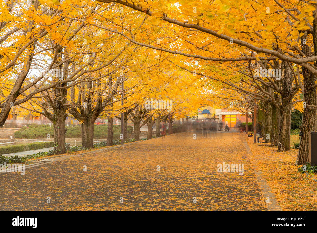 Ginkgo trees Autumn Stock Photo - Alamy