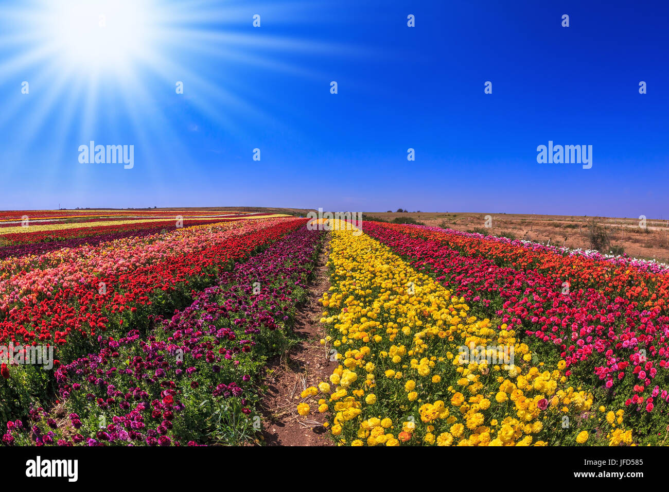 Field of Ranunculus Bloomingdale Stock Photo - Alamy